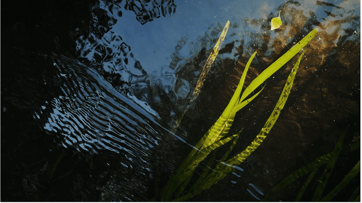 Exhibition Nature’s Signature – Luisa Catucci Gallery | ART at ...